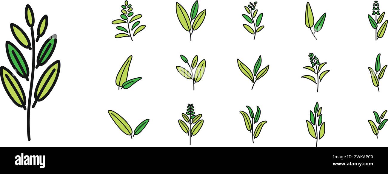 Sage icons set outline vector. Flower leaf. Garden health Stock Vector ...