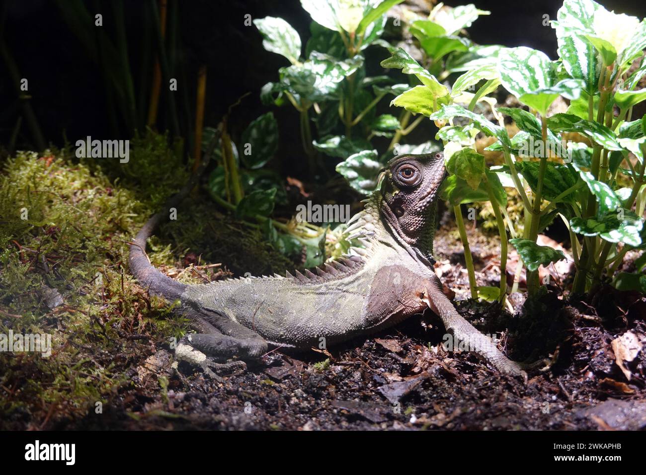 Natalias hi-res stock photography and images - Alamy