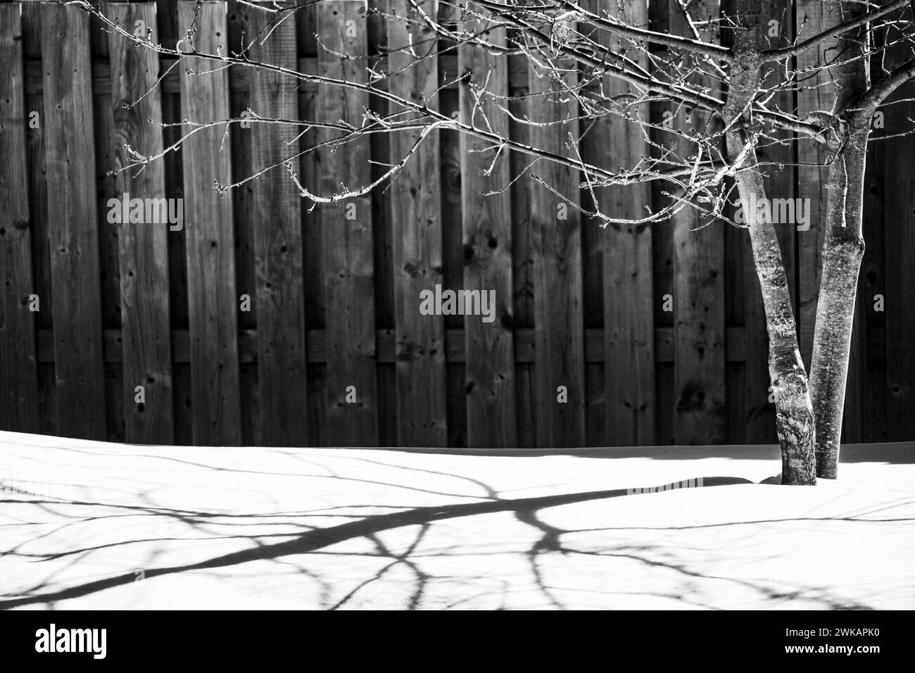 Urban trees casting shadows onto the surface of snow in winter Stock ...