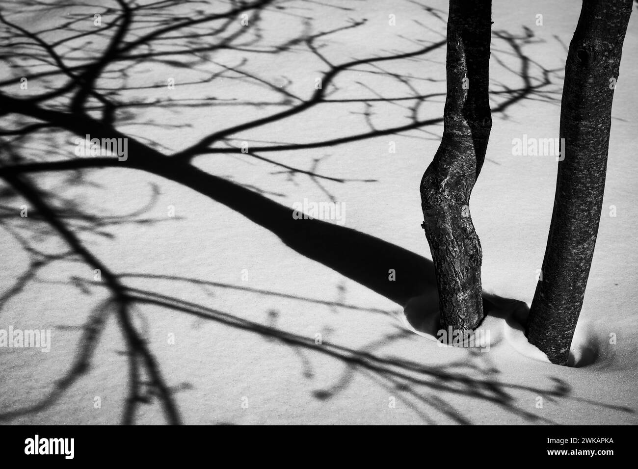 Urban trees casting shadows onto the surface of snow in winter Stock ...