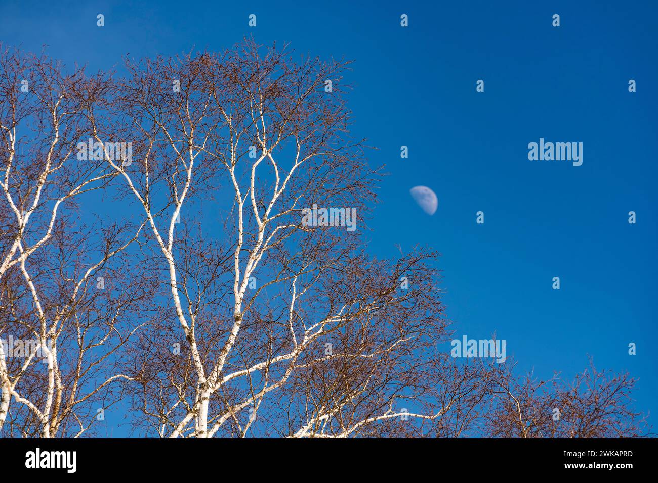 The moon is visible during daytime in a clear blue sky with the ...