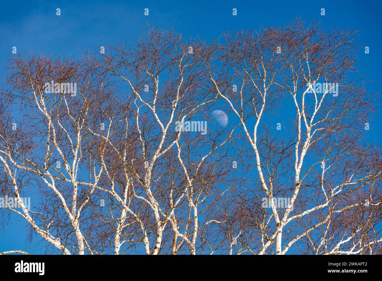The moon is visible during daytime in a clear blue sky with the ...