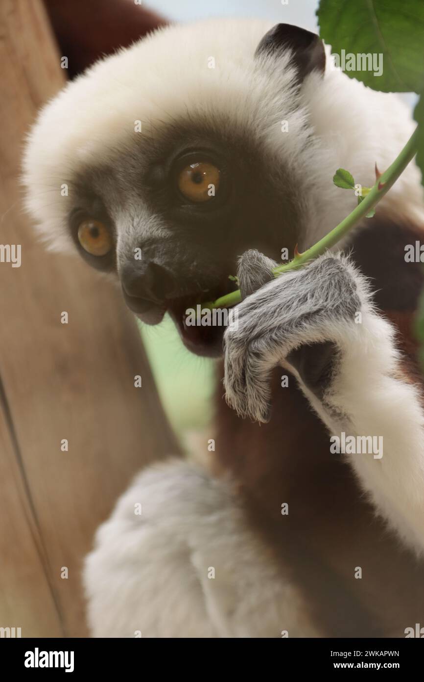 Coquerel sifaka hi-res stock photography and images - Alamy