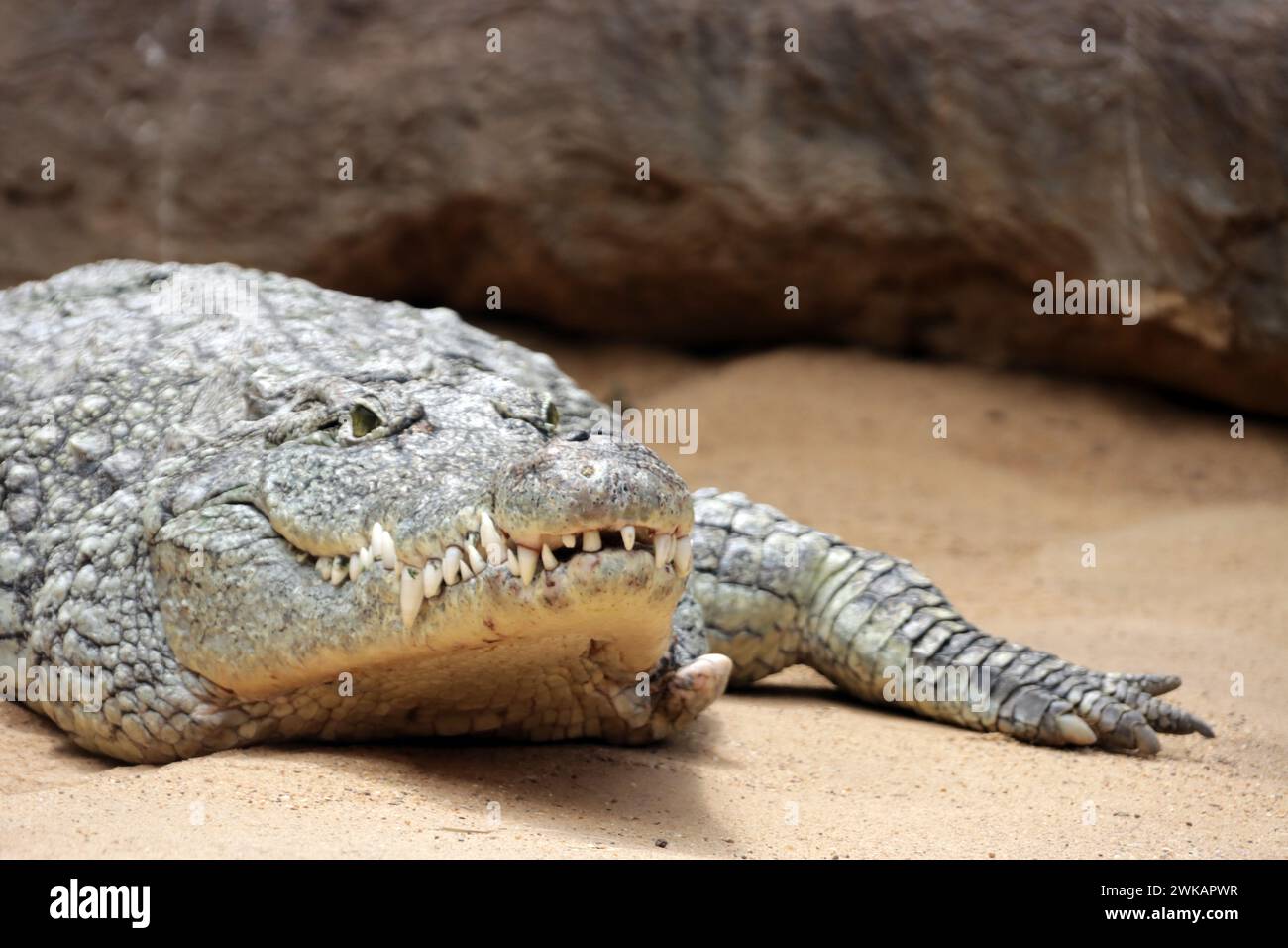Nilkrokodil crocodylus niloticus hi-res stock photography and images ...