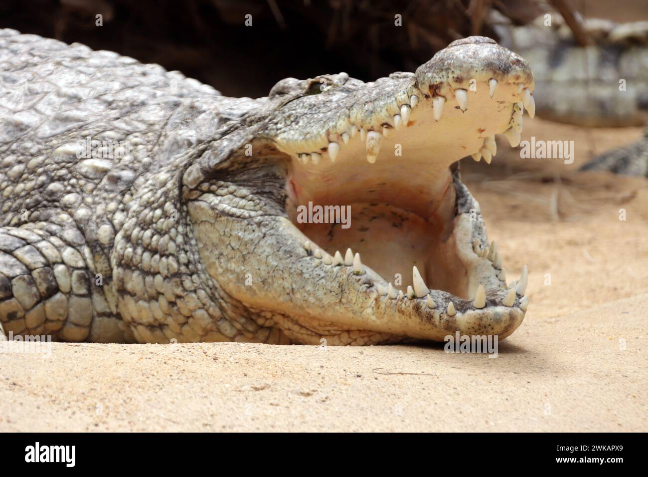Nilkrokodil crocodylus niloticus hi-res stock photography and images ...