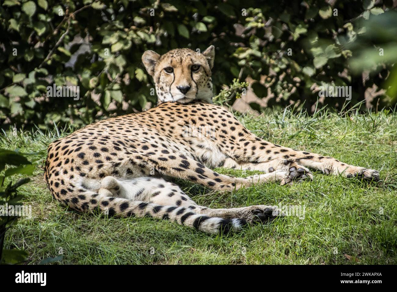 Gepard muster hi-res stock photography and images - Alamy