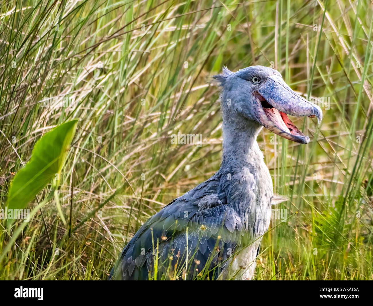 Loughing bird hi-res stock photography and images - Alamy