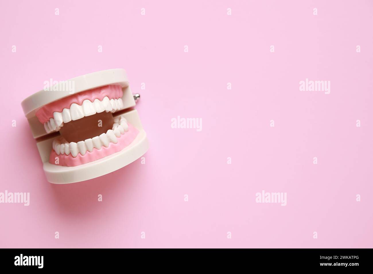 Jaw model on pink background. World Dentist Day Stock Photo - Alamy