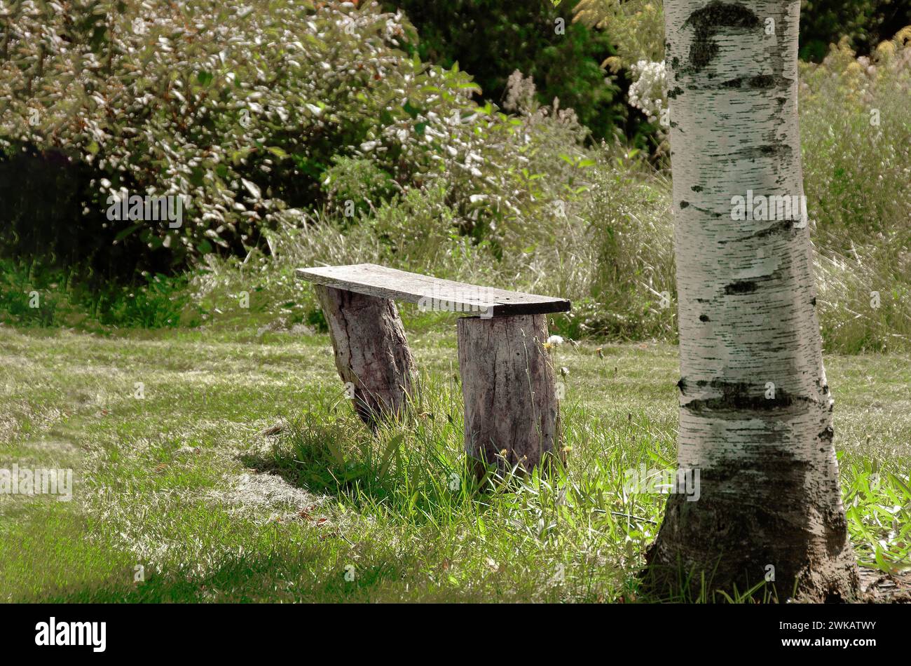 Bench under the birch at the glade in the woods Stock Photo - Alamy
