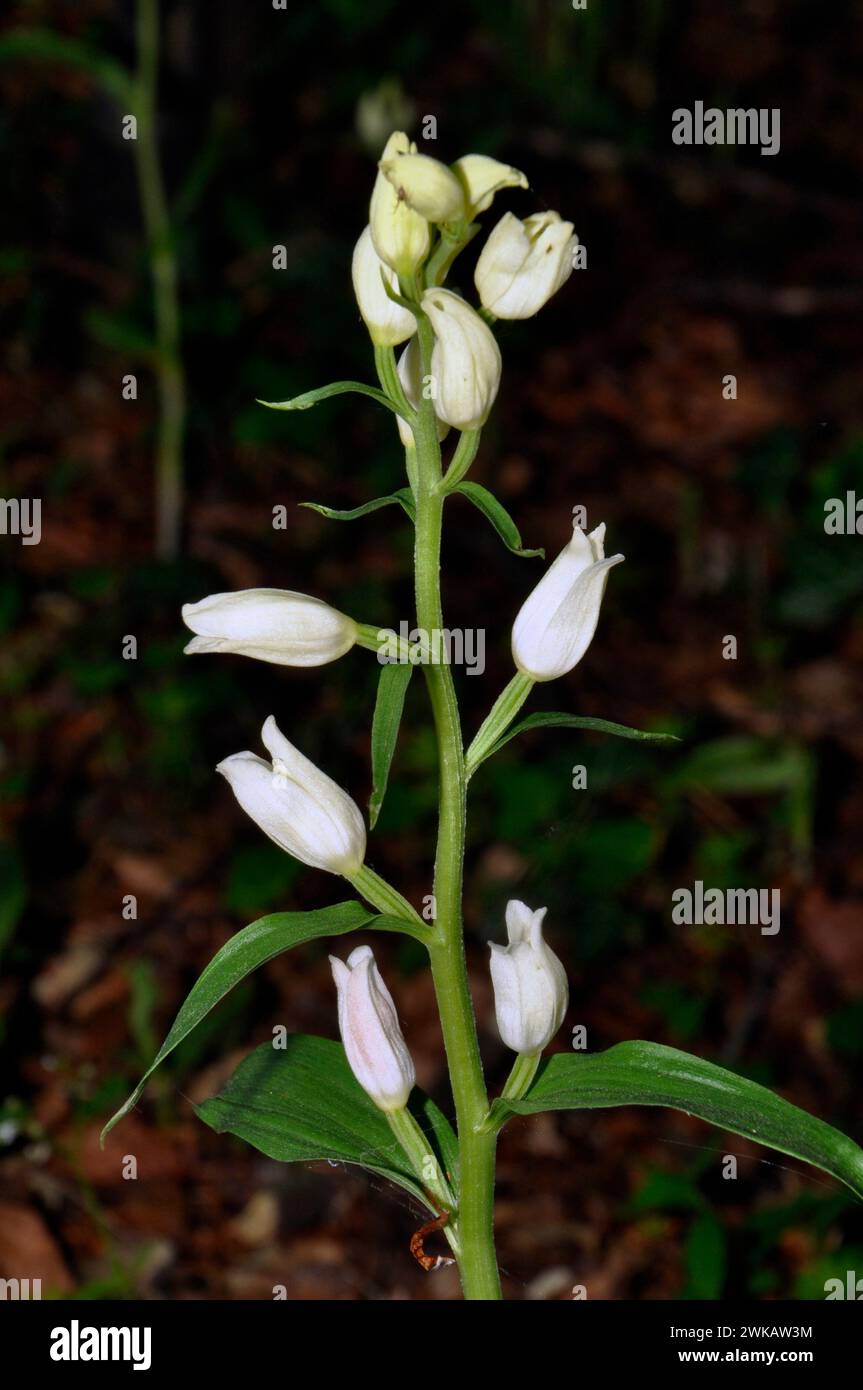White Helleborine "Cephalanthera damasonium", woodland glades, May to ...