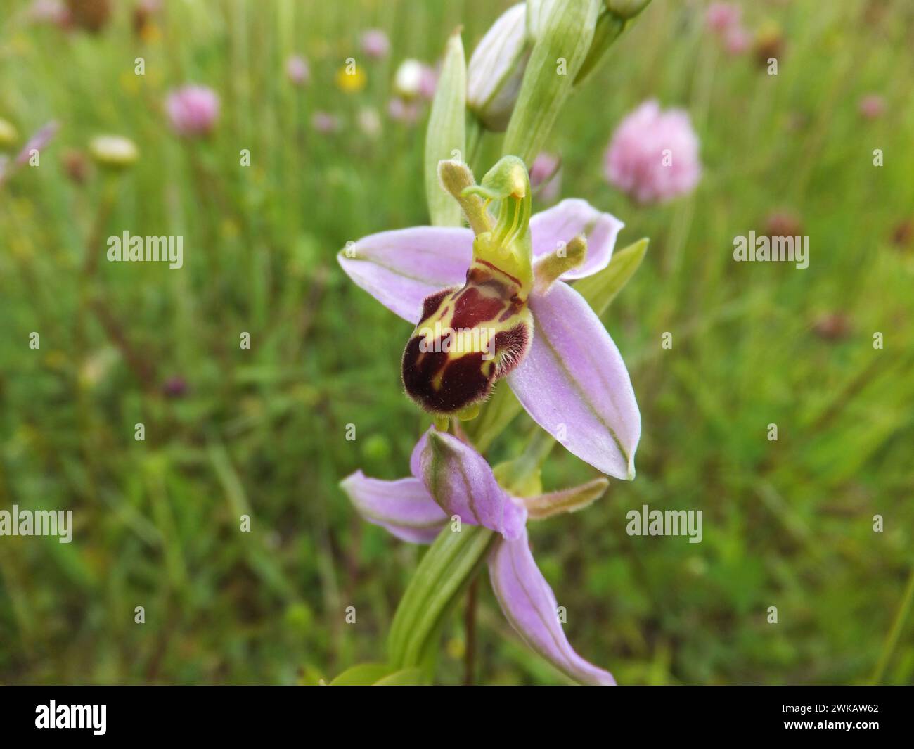 Bee Orchid,"Orphy apifera", growing on calcareous mixed flower ...