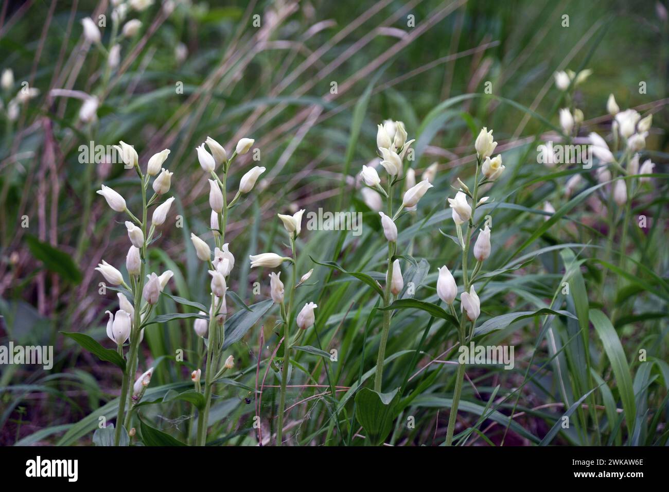 Helleborine flower s hi-res stock photography and images - Alamy