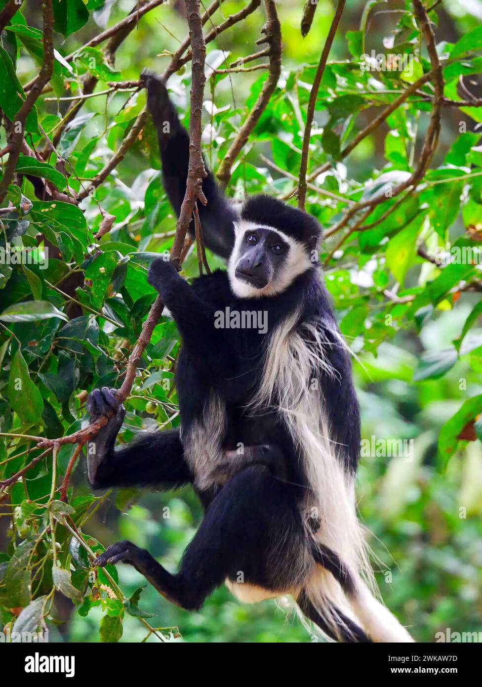 Black and white colobus monkey in the Botanical Gardens in Entebbe ...