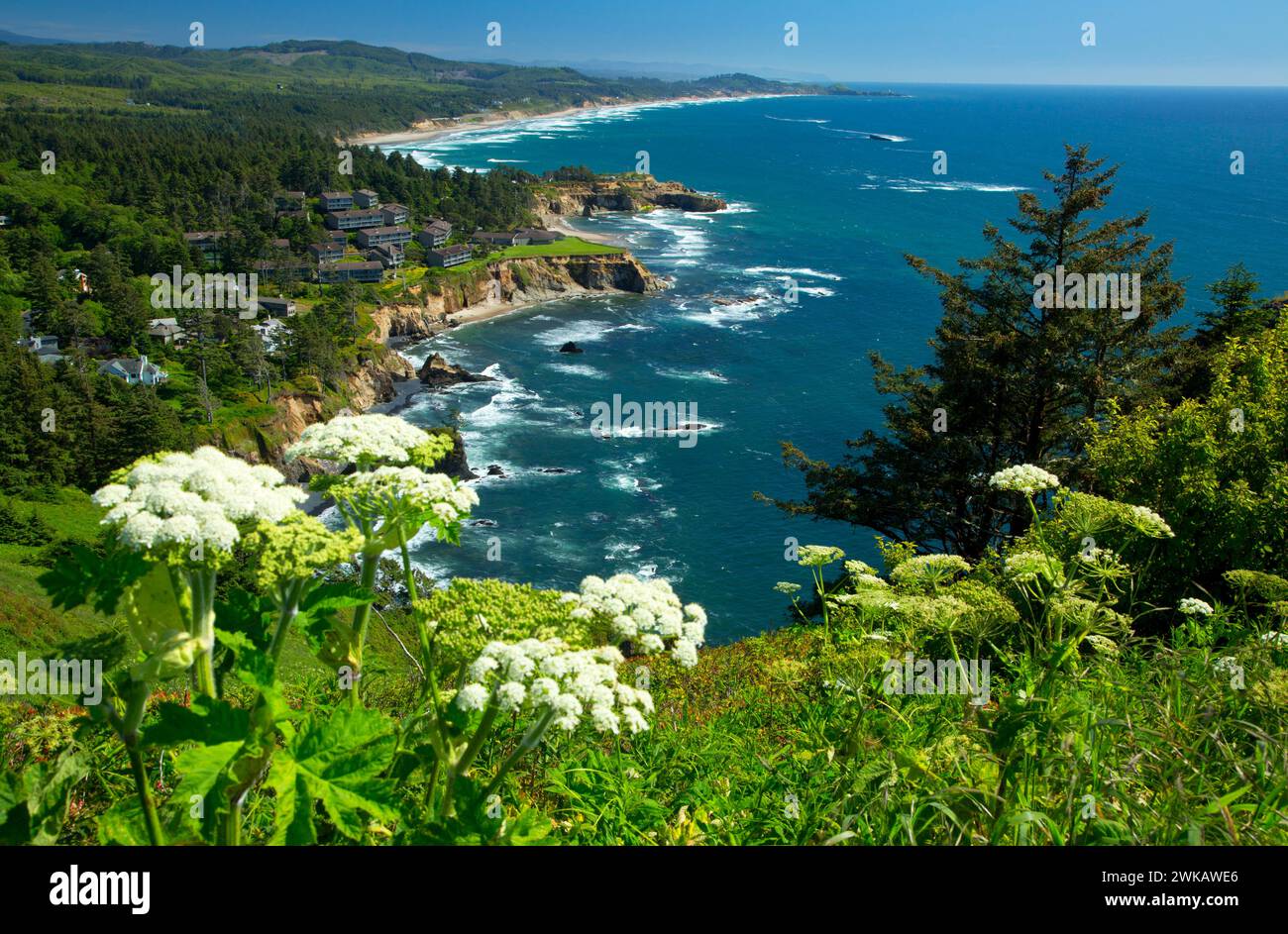 Coast view with cow parsnip from Cape Foulweather, Otter Crest State ...