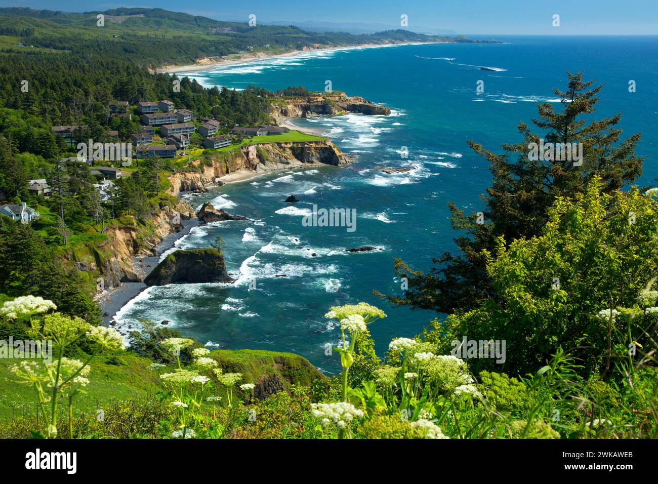 Coast view with cow parsnip from Cape Foulweather, Otter Crest State ...