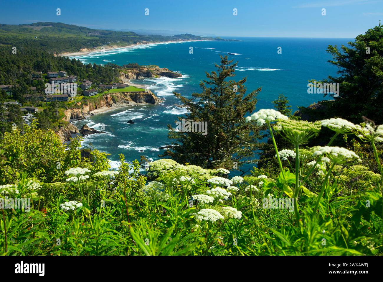 Coast view with cow parsnip from Cape Foulweather, Otter Crest State ...