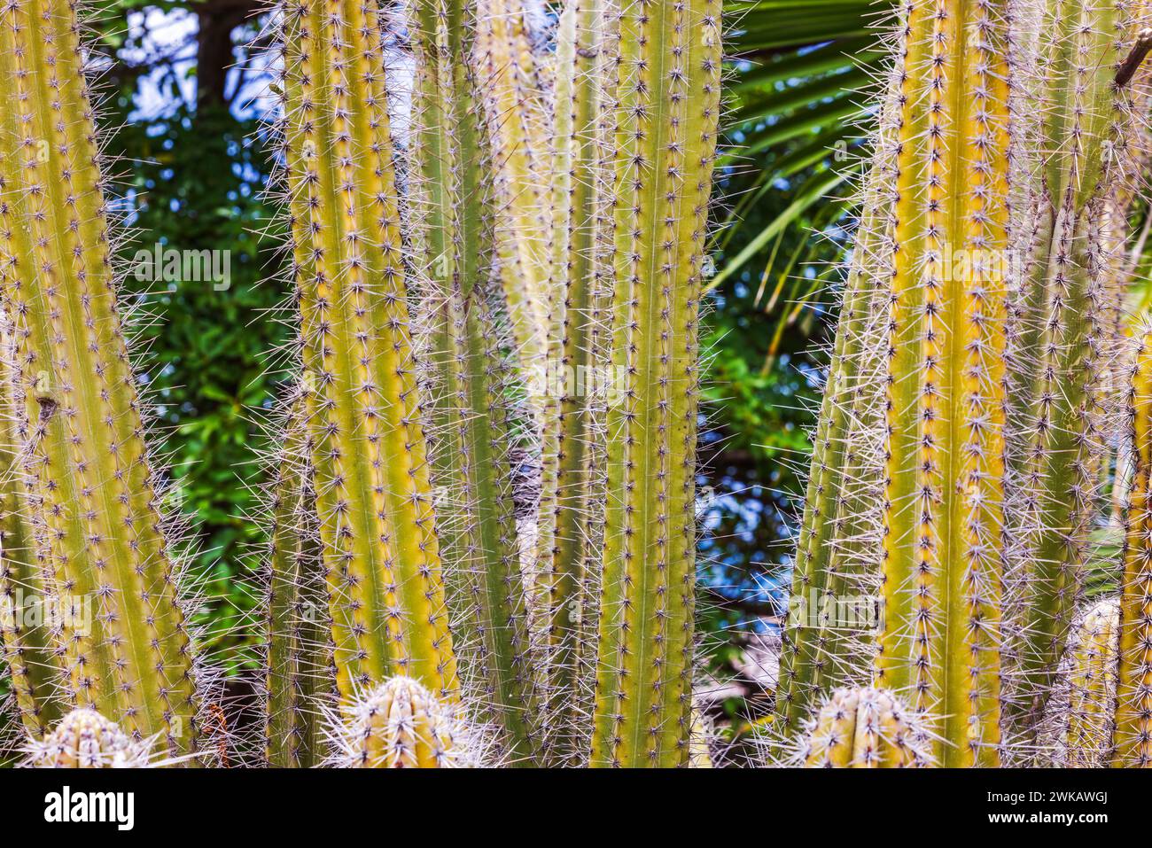 Stunning natural background featuring yellow-green cactus trunks with ...