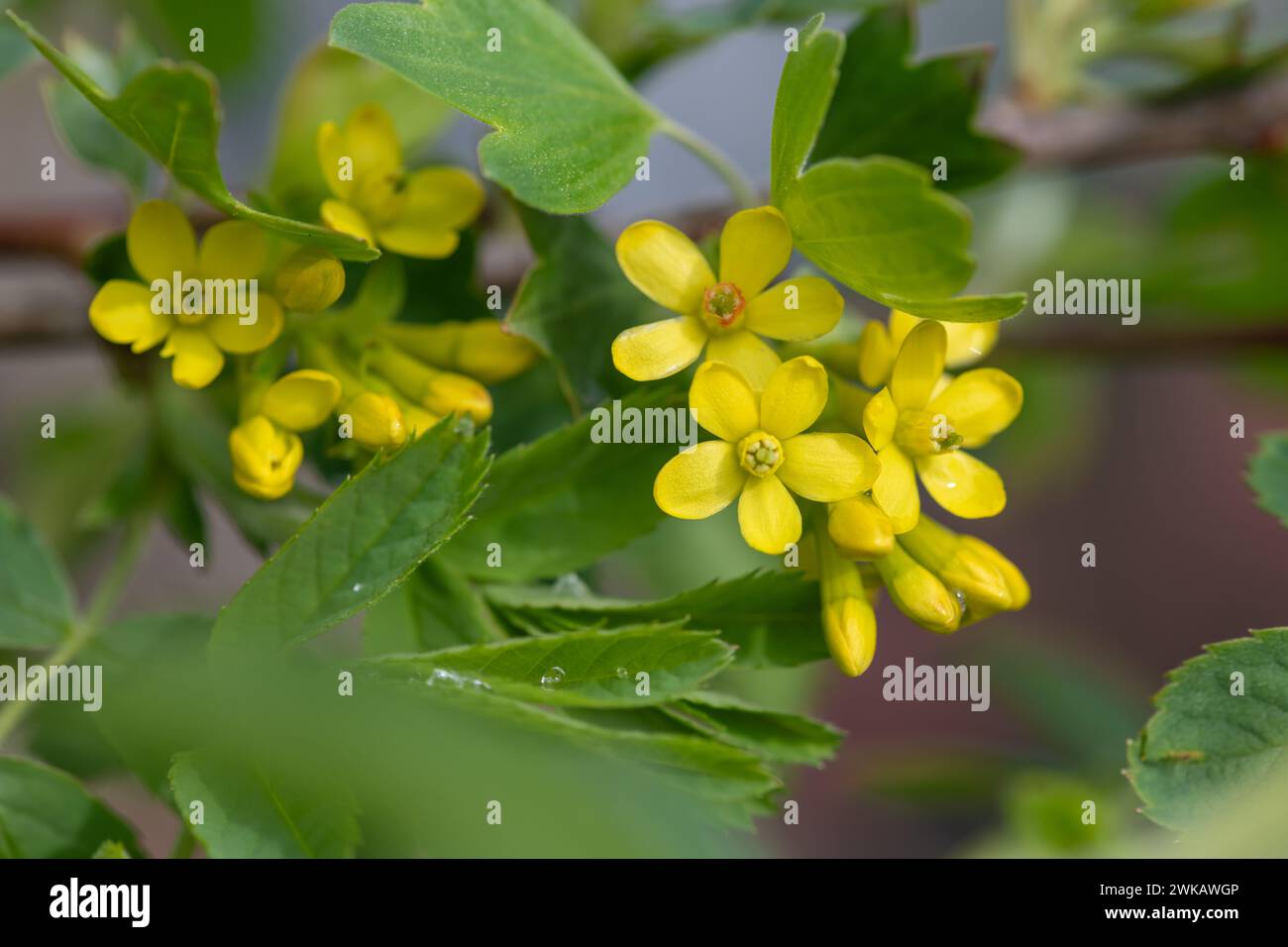 Close up of golden currant (ribes aureum) flowers in bloom Stock Photo ...
