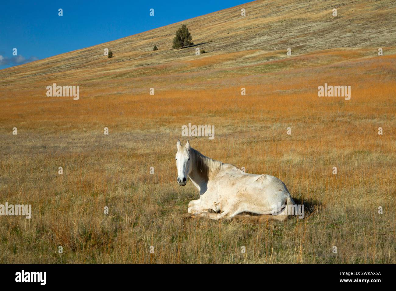 Horse in Tygh Valley, Wasco County, Oregon Stock Photo - Alamy