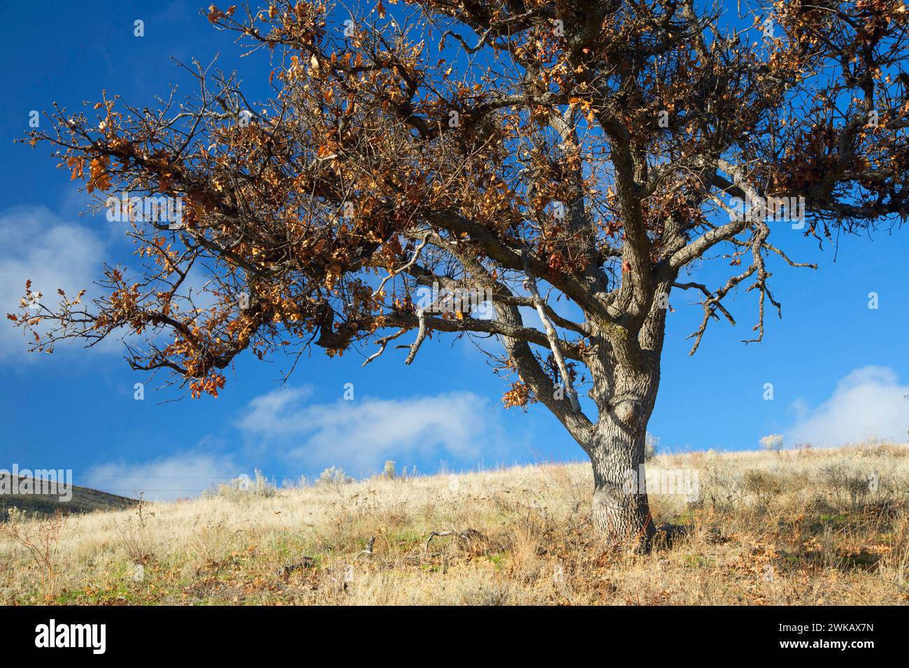 Oak in Mays Canyon, Wasco County, Oregon Stock Photo - Alamy