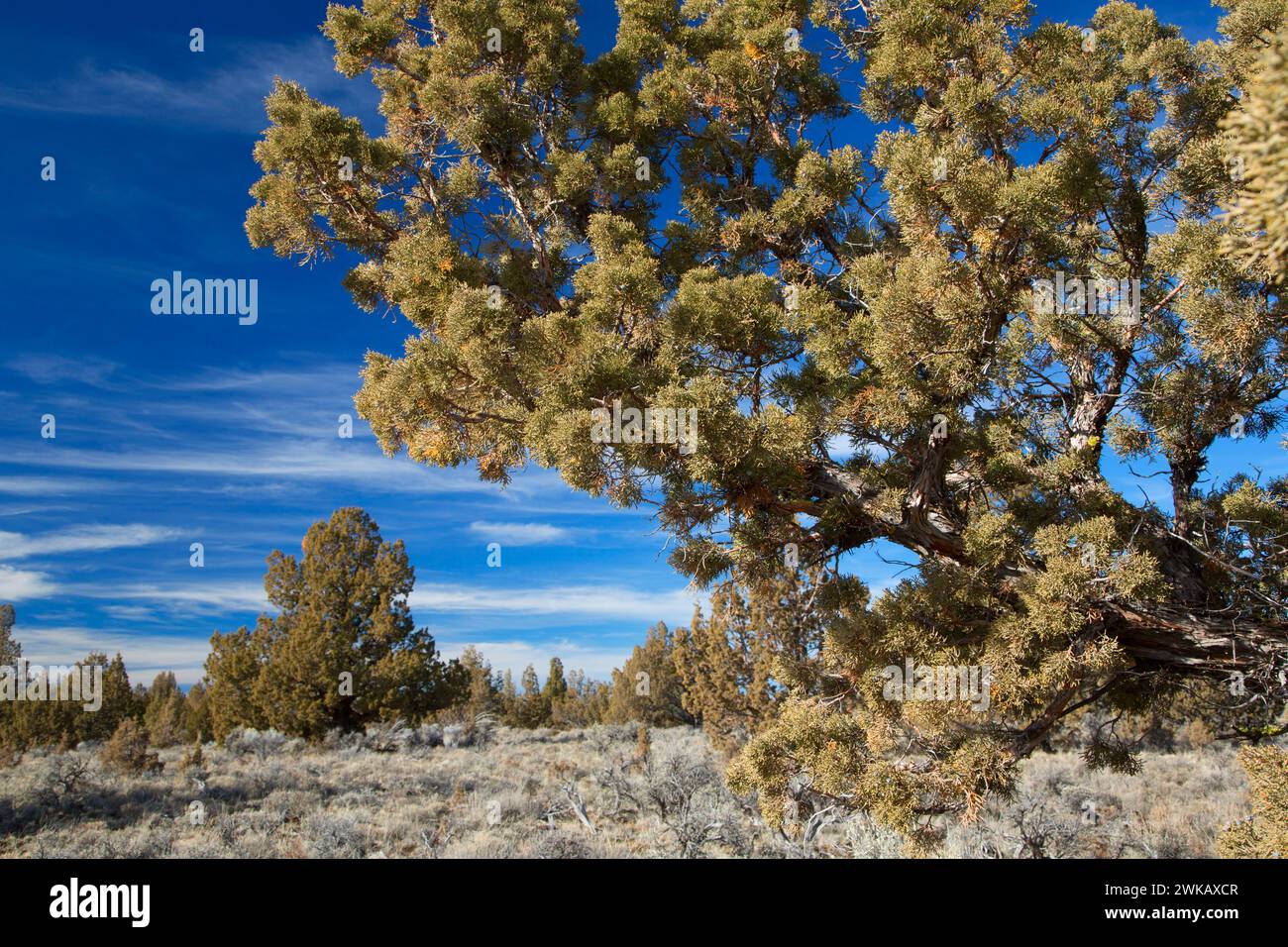Western juniper (Juniperus occidentalis) forest, Gerry Mountain ...