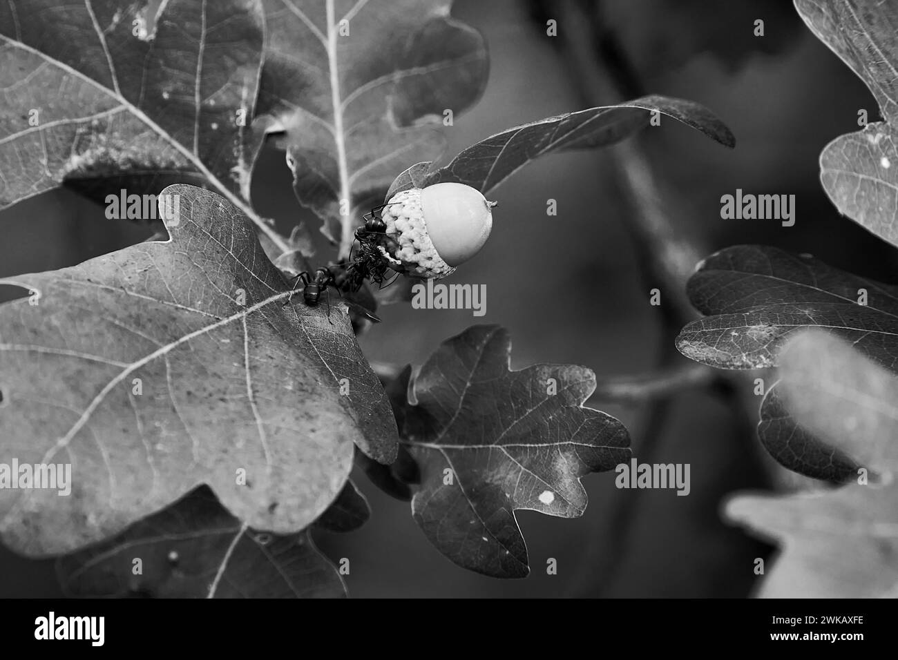 Poland wildlife Black and White Stock Photos & Images - Alamy