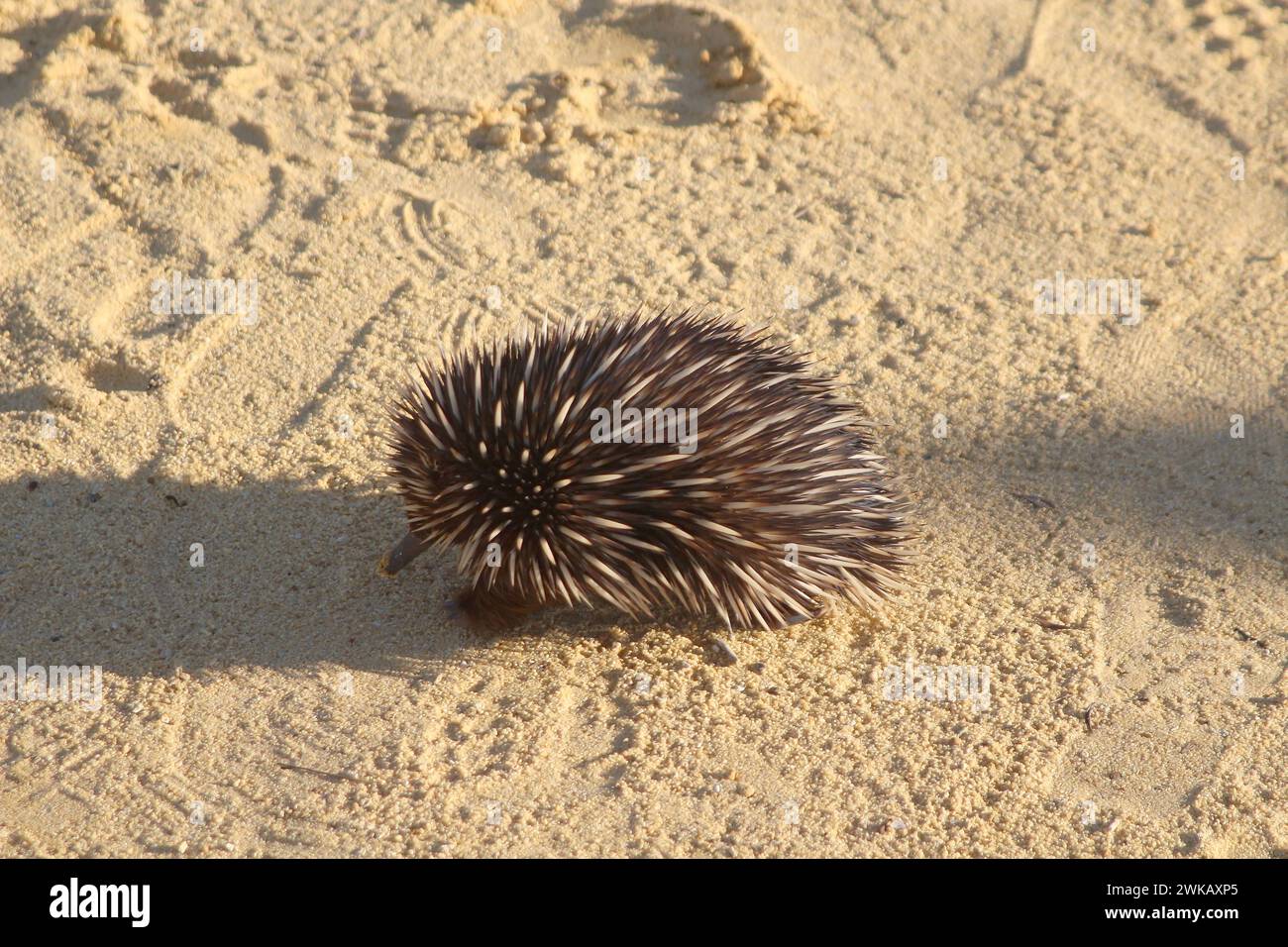 Echidna or spiny anteater, an egg-laying mammal, in yellow sand desert ...