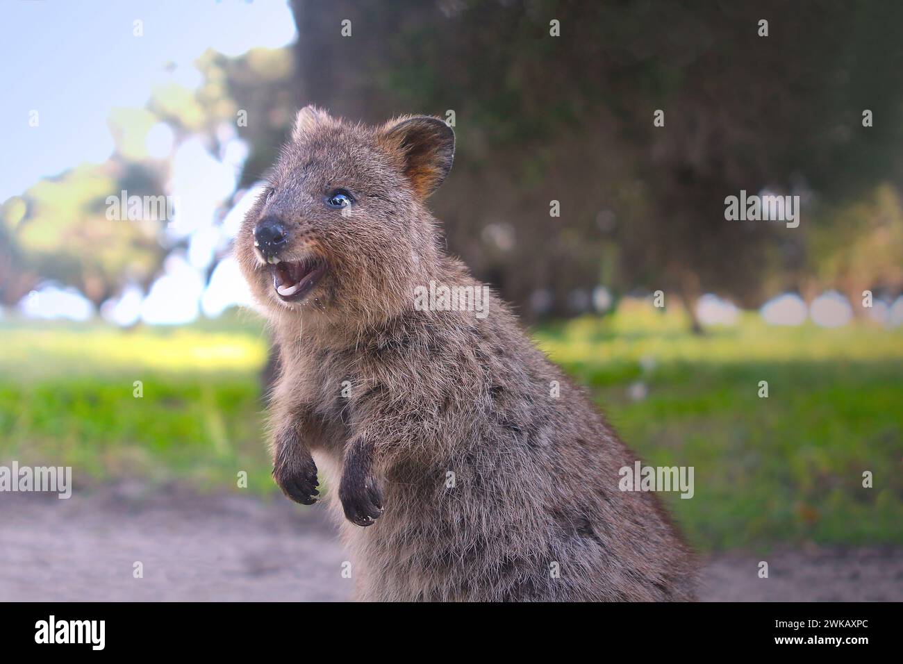 Rottnest island quokka smile hi-res stock photography and images - Alamy