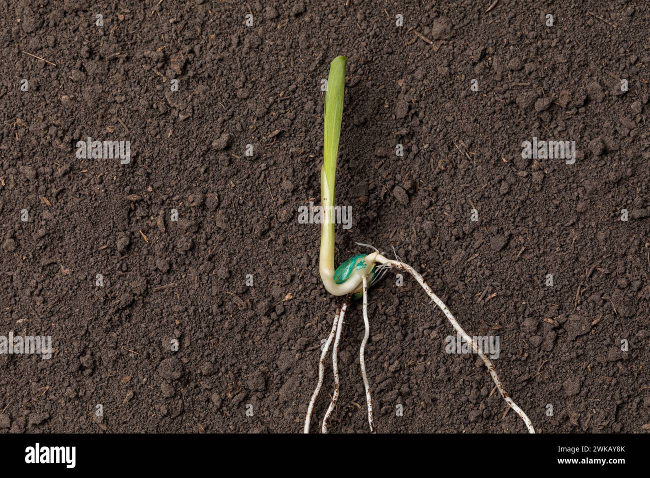 Closeup of corn seed sprouting, germination in soil of cornfield ...
