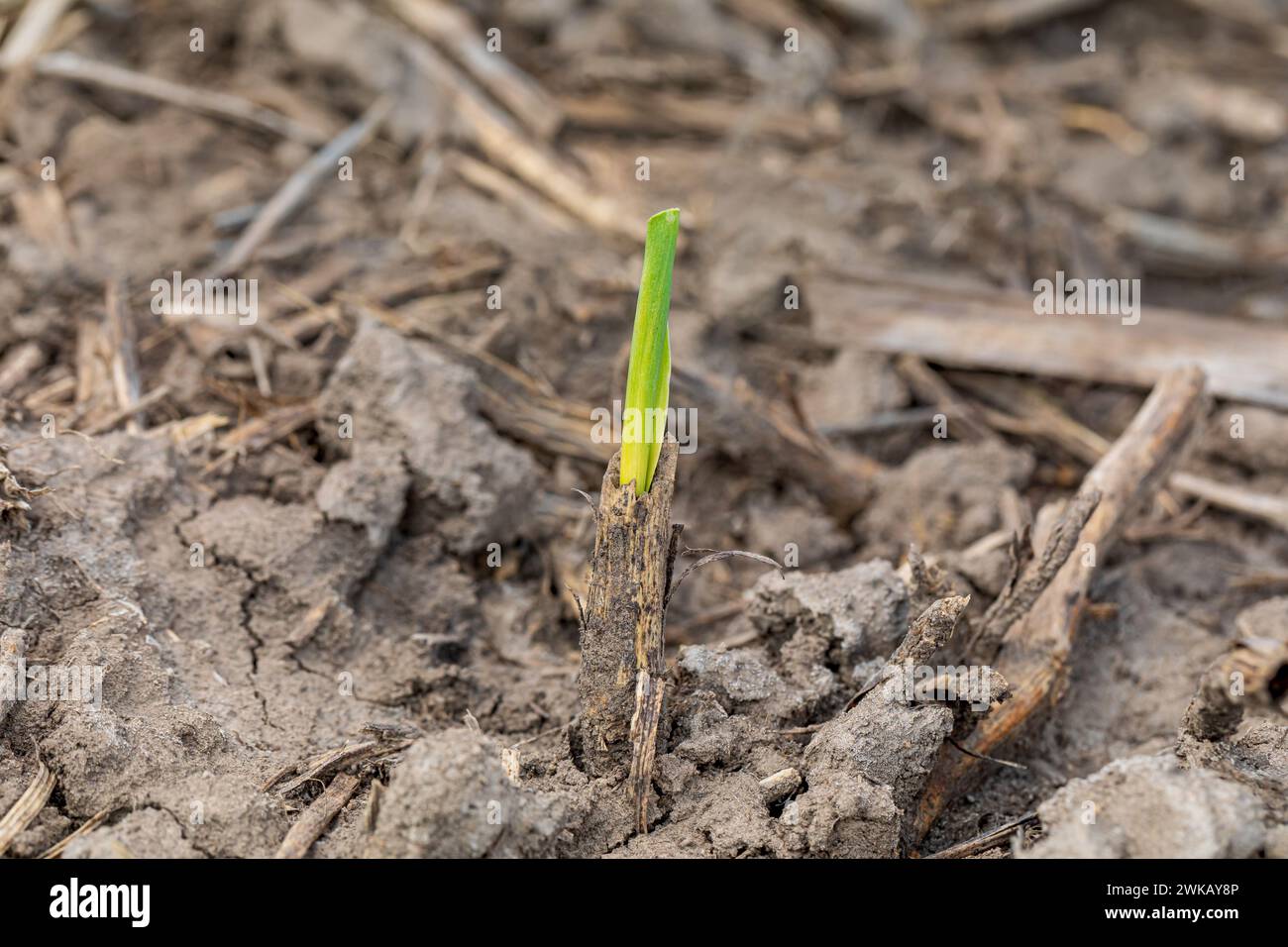 Corn plant emerging up through inside old soybean stem, beanstalk. VE ...