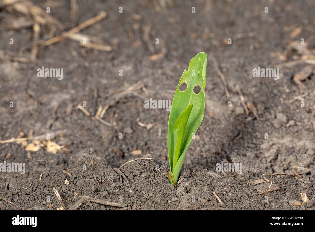 Shotgun style holes in corn plant leaves from European corn borer ...