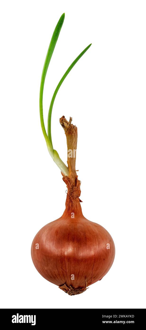 Onion with sprout on a white background. Onion isolate. Vegetables ...
