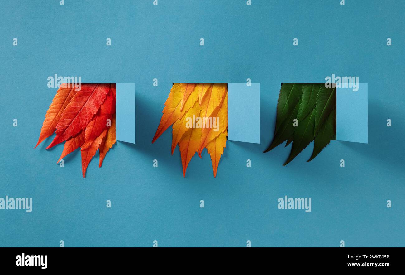 Autumn composition of multi-colored leaves sticking out of open paper ...