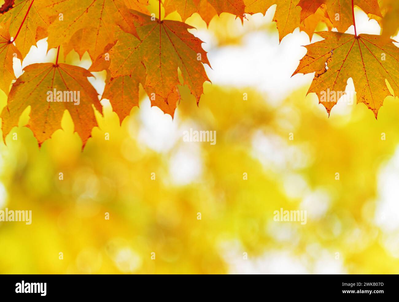 Colorful background autumn leaf hi-res stock photography and images - Alamy