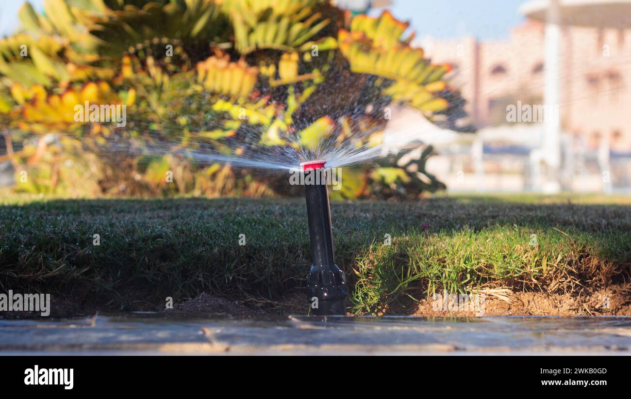 Automatic lawn watering. Sprinkler watering the grass. Water irrigation ...