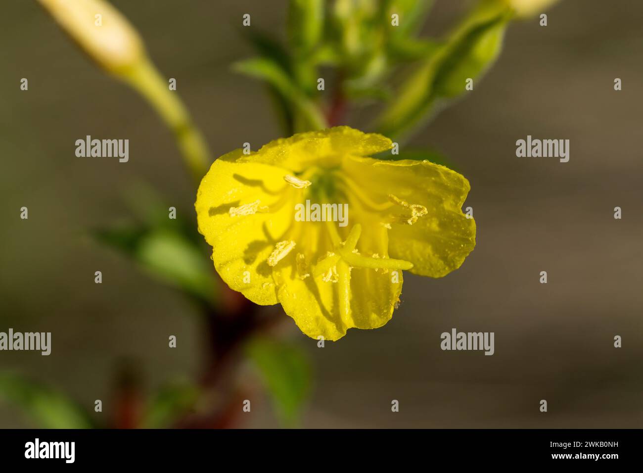 Oenothera rubricaulis Family Onagraceae Genus Oenothera Evening ...