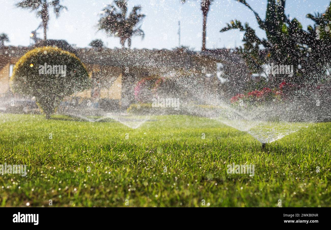 Sprinklers watering green grass on the lawn. Automatic irrigation ...