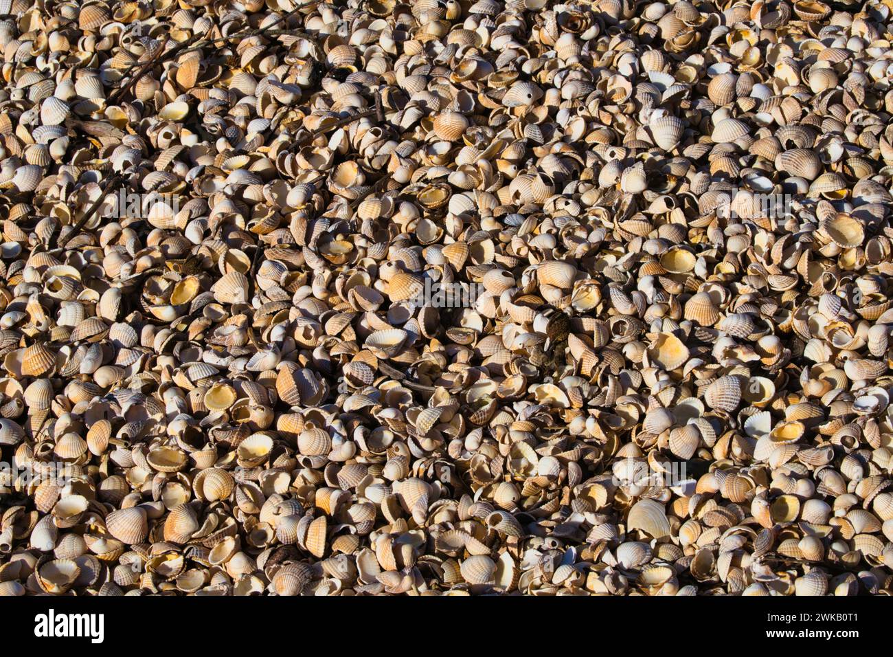 A cockle shell beach with a picture showing just shells suitable as a ...