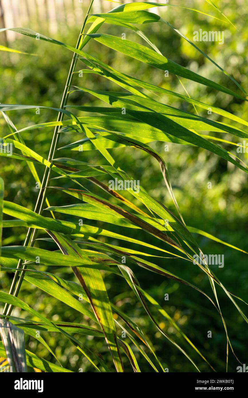 Poaceae family hi-res stock photography and images - Alamy