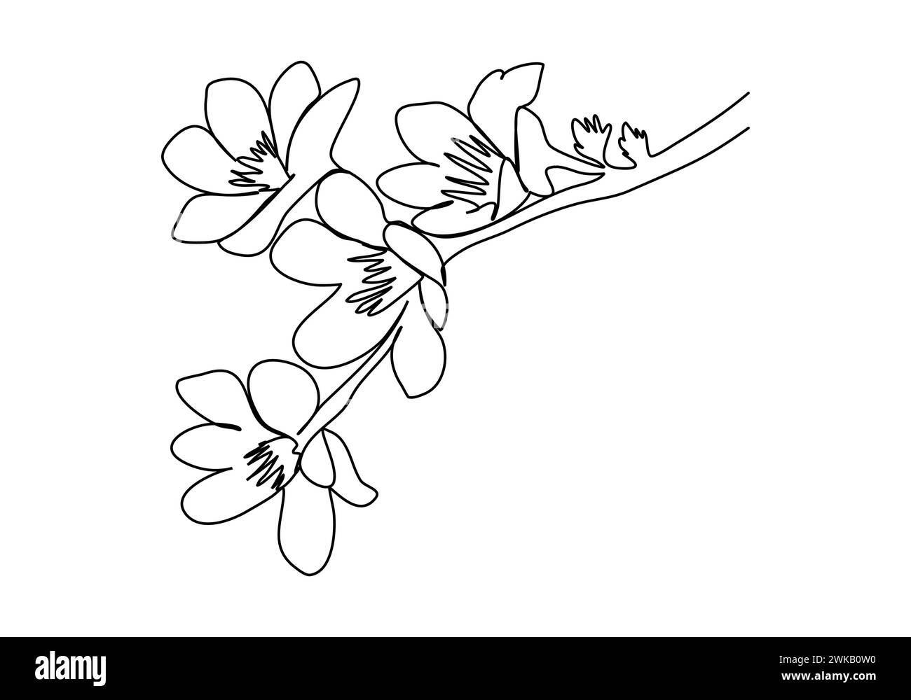 Cherry blossom one line drawing vector illustration Stock Vector Image ...