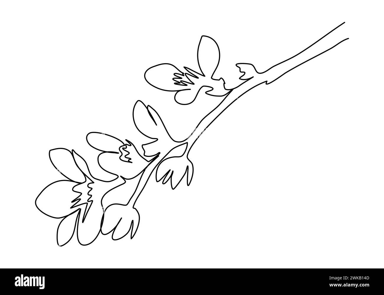 Cherry blossom one line drawing vector illustration Stock Vector Image ...