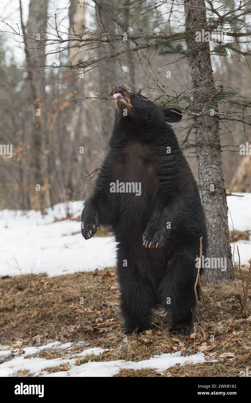 Bear on back legs hi-res stock photography and images - Alamy