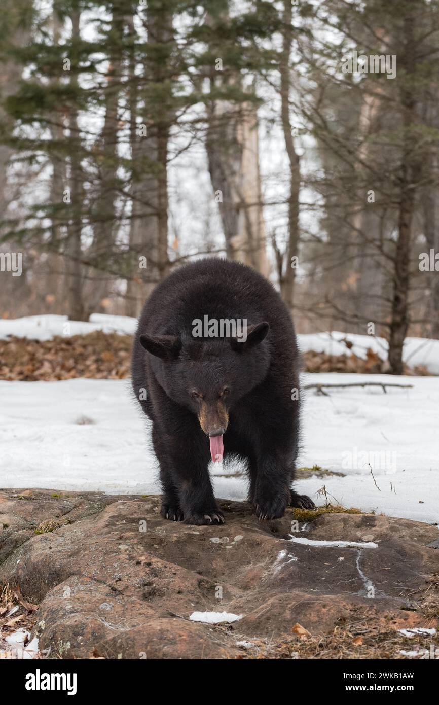 Black Bear (Ursus americanus) Hunched Over Tongue Out Long Winter ...