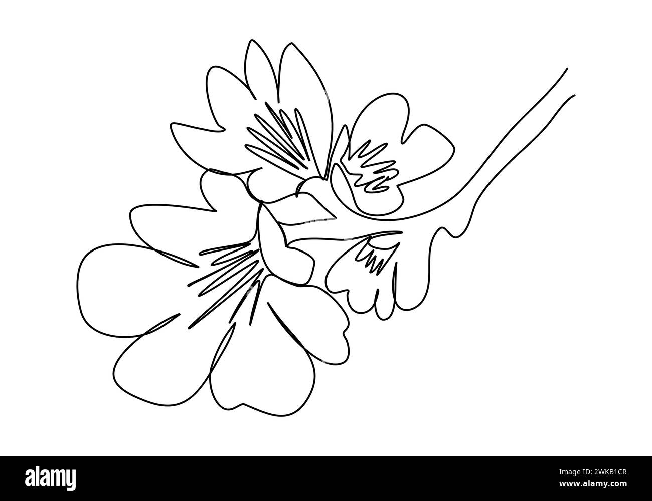 Cherry blossom one line drawing vector illustration Stock Vector Image ...