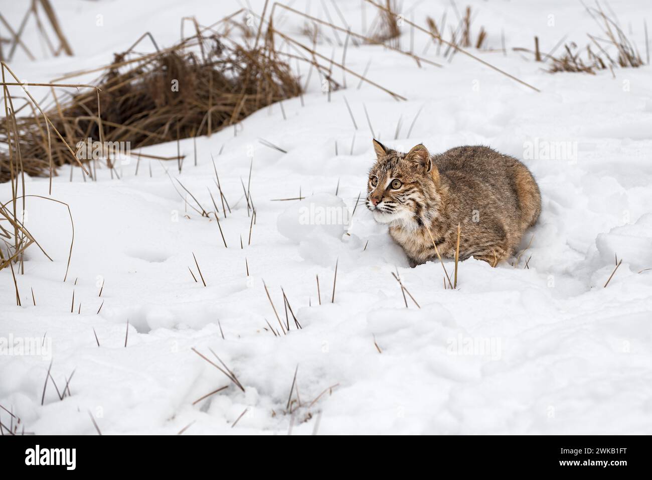 Bobcat (Lynx rufus) Sitting in Snow Looks Up to Left Winter - captive ...