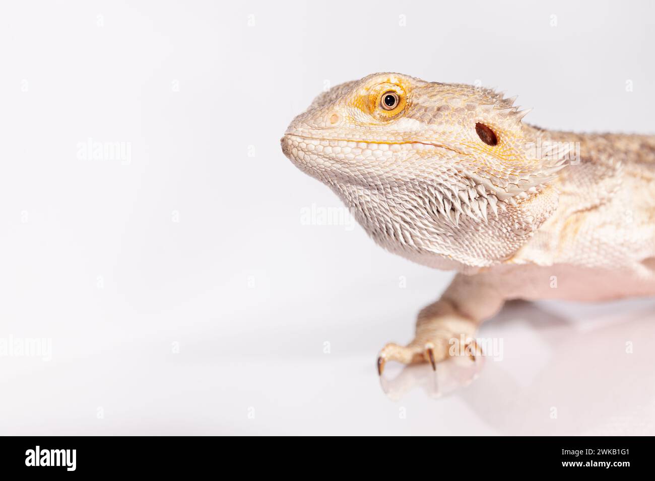bearded dragon lizard on a white background Stock Photo - Alamy