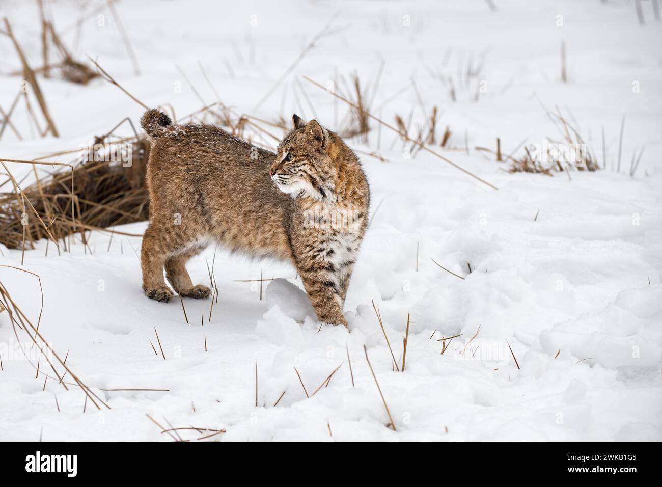 Bobcat (Lynx rufus) Stands in Snow Looking Back to Left Winter ...