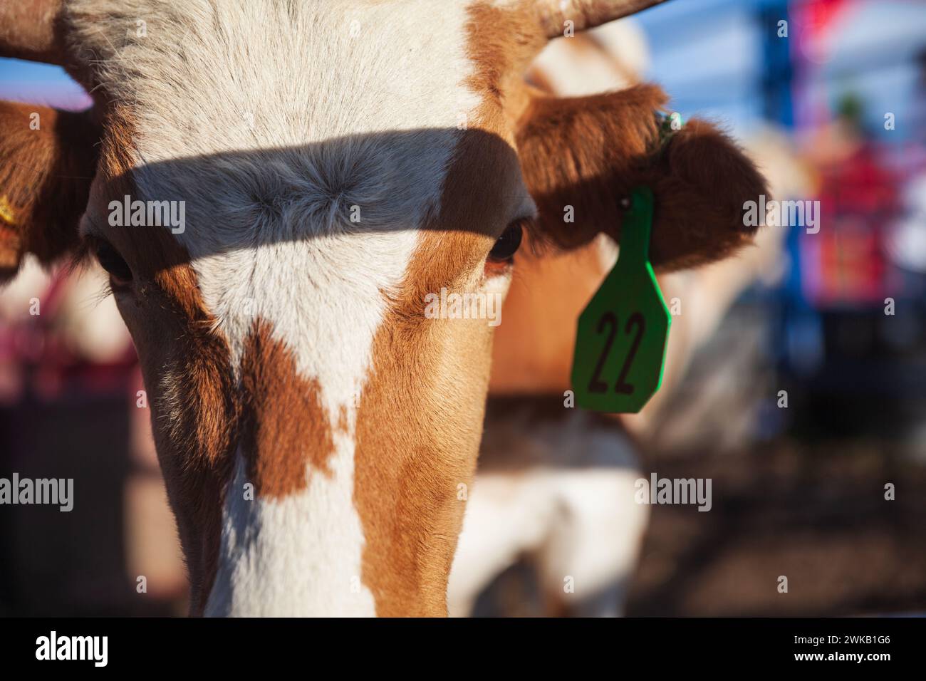 Steer head hi-res stock photography and images - Alamy