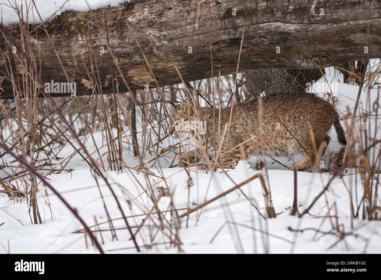 Bobcat (Lynx rufus) Creeps Left Under Log and Behind Winds Winter ...