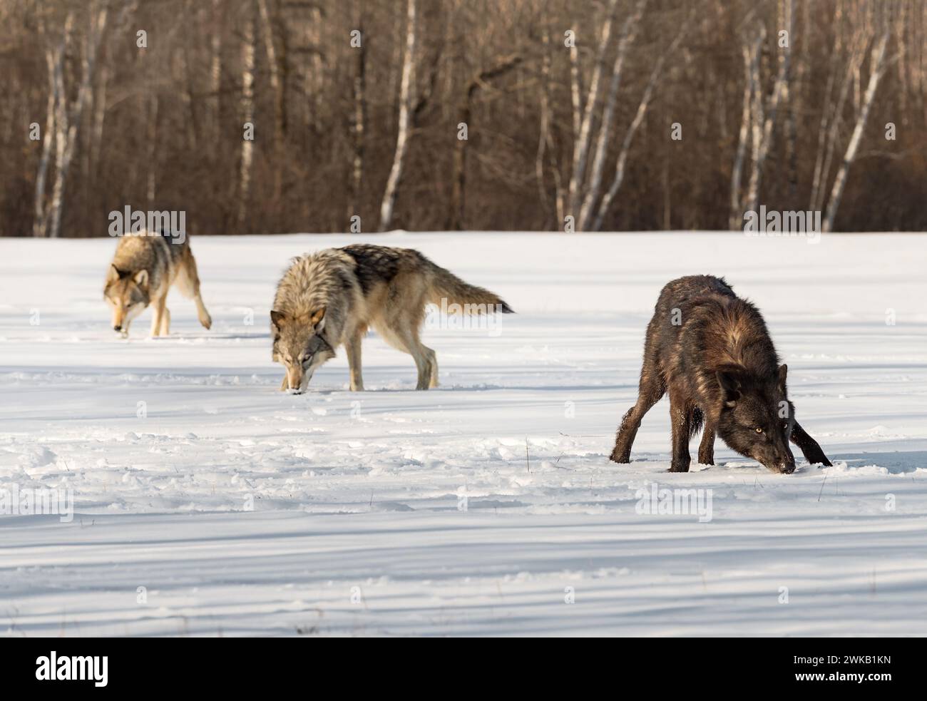 Trio of Grey Wolves (Canis lupus) Sniffs in Field Winter - captive ...